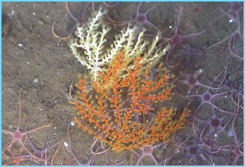 Michael’s First Dive in the Deep-Worker | Deep Sea News