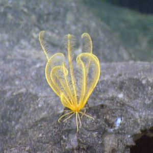 NE Pacific Expedition Day 8 & 9 | Deep Sea News