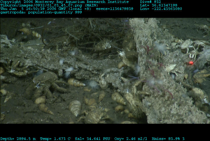 Move Over Boneworm, the Bone Snail is Taking Over | Deep Sea News