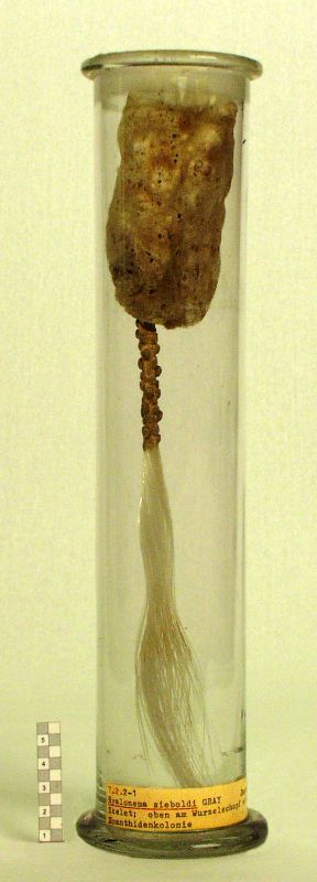 Guest Post: The Secret to Flexibility in a Glass Sponge | Deep Sea News