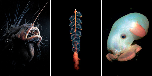 Deep Sea 101: Introduction and What Is the Deep Sea? | Deep Sea News
