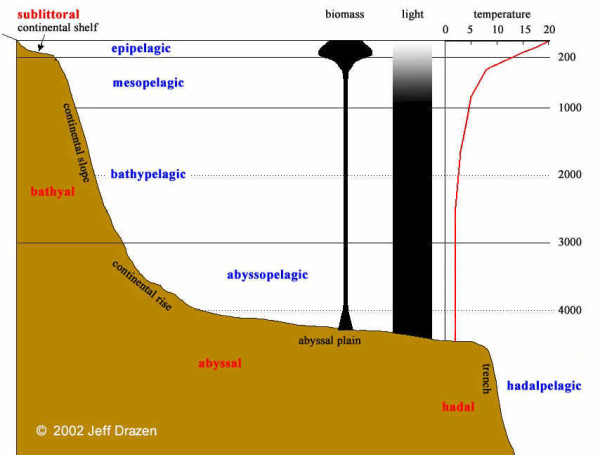 Deep Sea 101: Introduction and What Is the Deep Sea? | Deep Sea News