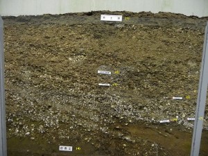 Welcome to the SHELL MIDDEN!! | Deep Sea News