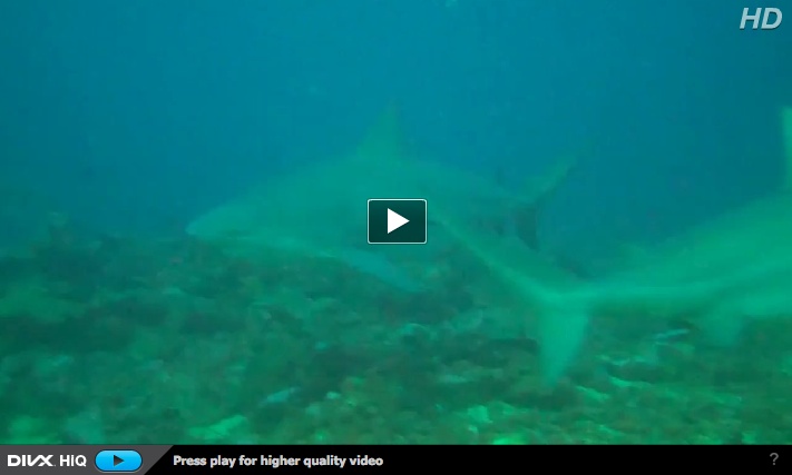 30 Meters. 70 Bull Sharks. ‘Nuff Said. | Deep Sea News