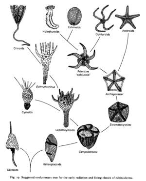 Veins of Water: The Evolution of the Echinoderm Water-Vascular System ...