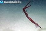 The Id of the Squid | Deep Sea News