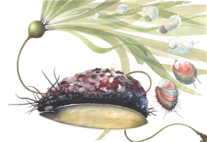 From coast to canvas: The art of biological illustration | Deep Sea News