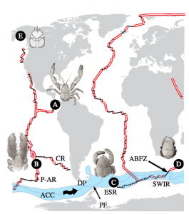 The Origins of Hairy Crabs | Deep Sea News