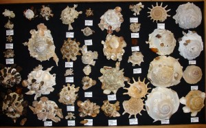 The masters of bling, carrier snails | Deep Sea News