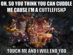 Squittle Day PSA | Deep Sea News