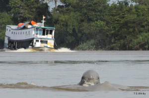 The Plight of the Irrawaddy | Deep Sea News