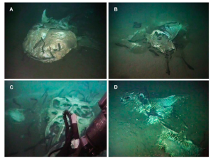 marine snow | Deep Sea News