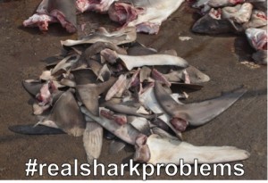 Future Shark: Living in an Ocean on the Brink | Deep Sea News