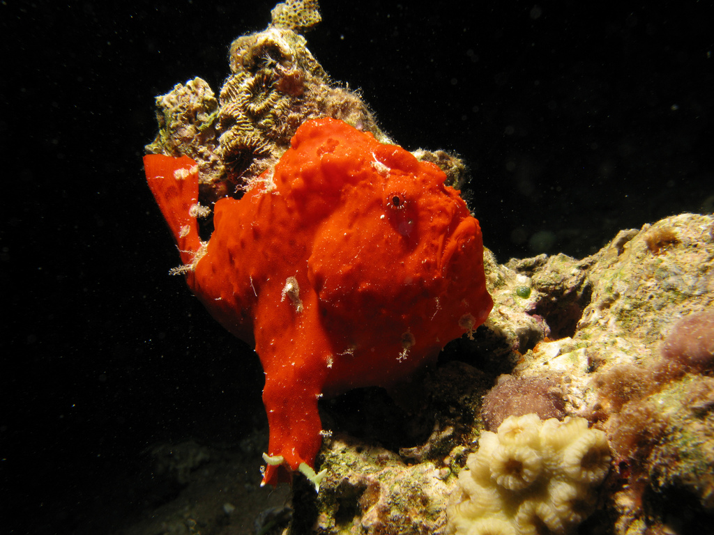 These are a few of my favorite species: Painted Frogfish | Deep Sea News
