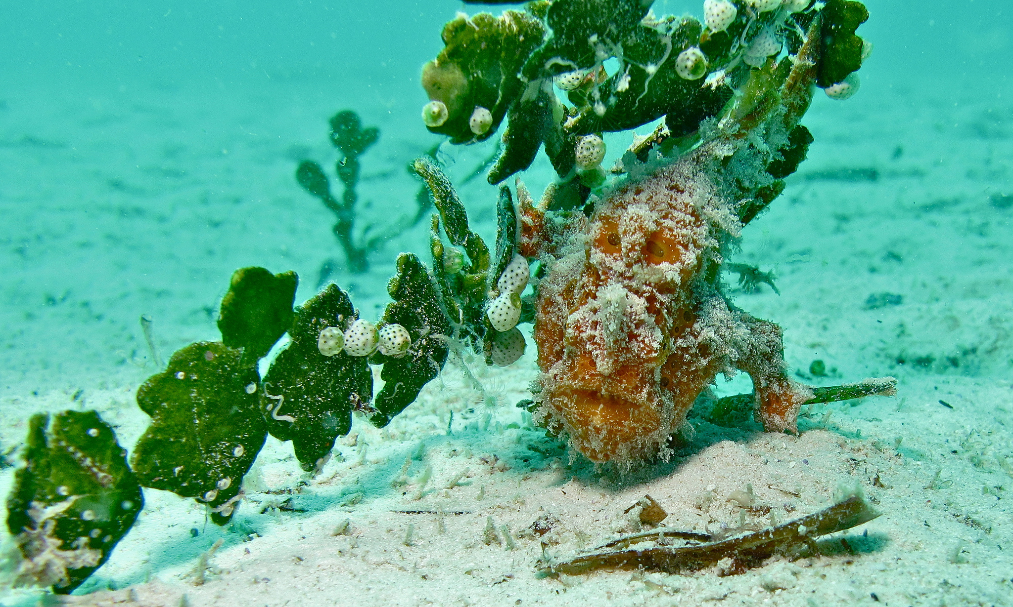 These are a few of my favorite species: Painted Frogfish | Deep Sea News