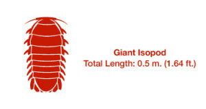Why isn’t the Giant Isopod larger? | Deep Sea News