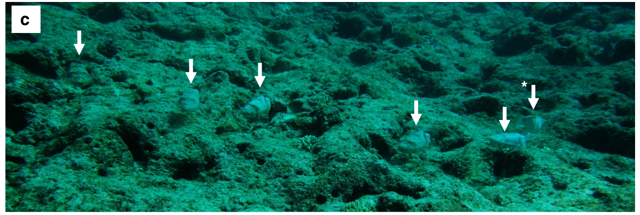 So what do you call a group of cuttlefish? | Deep Sea News