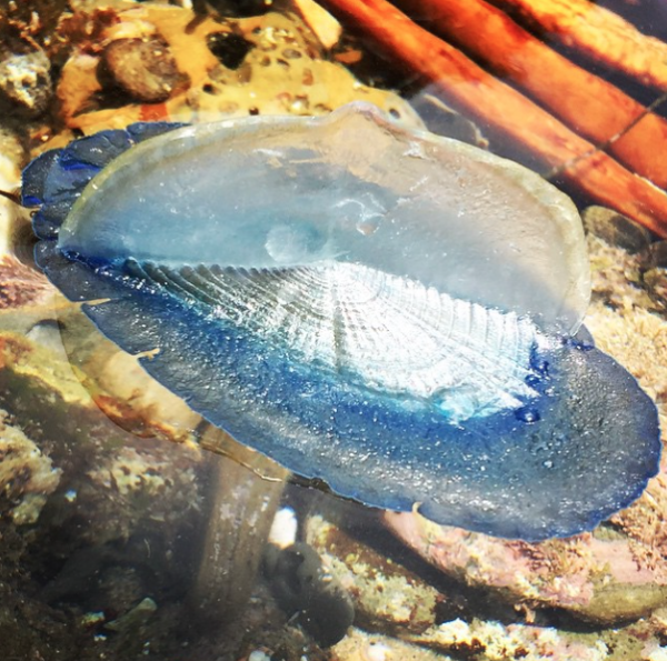 Release the Glaucus! | Deep Sea News