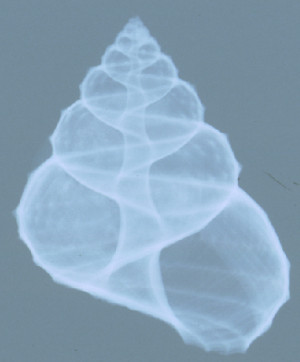 Digital Seashells and David Raup | Deep Sea News