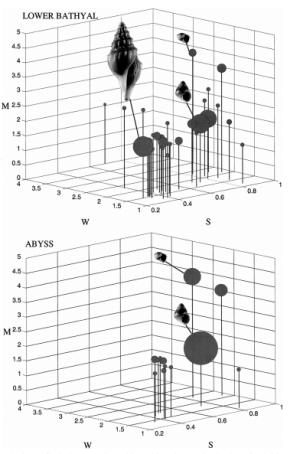Digital Seashells and David Raup | Deep Sea News