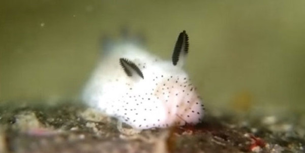 Sea Bunnies: You’ll Never Believe This Top 10 List | Deep Sea News