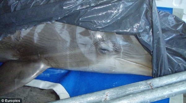 Dolphins and Drugs – The Shocking Connections | Deep Sea News