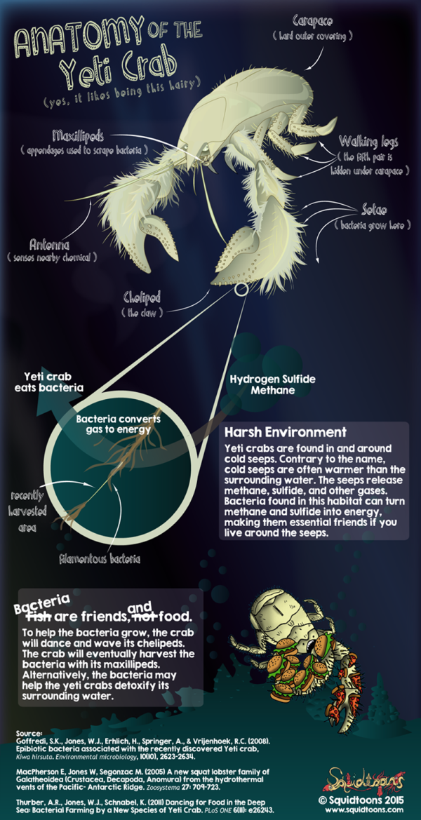 The Art and Anatomy of the Yeti Crab | Deep Sea News