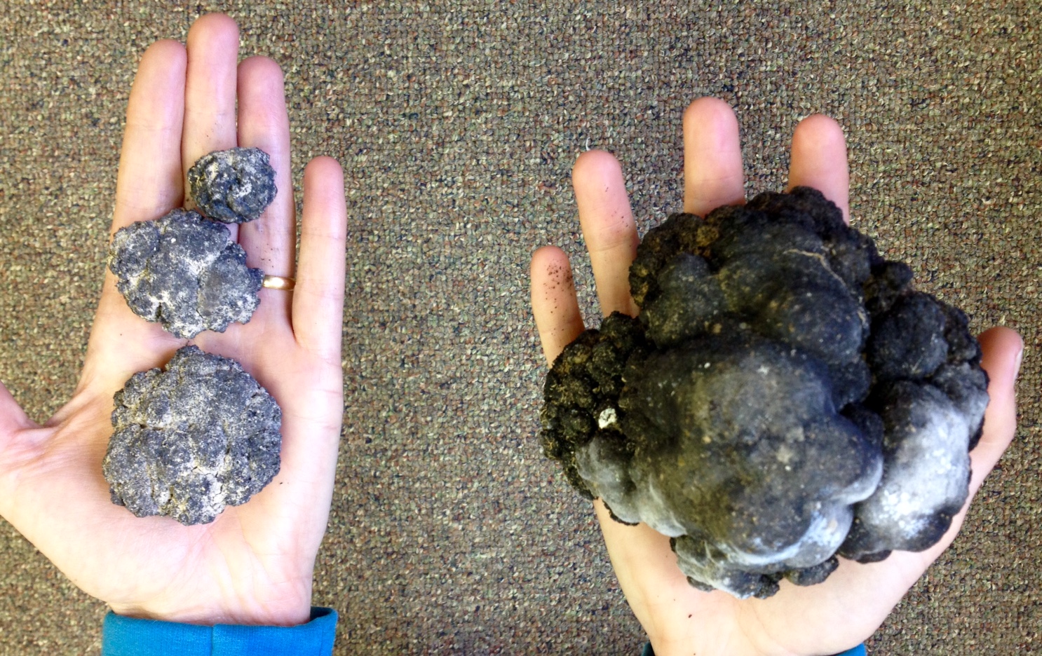 Megafauna and Minerals on the Pacific Abyss | Deep Sea News