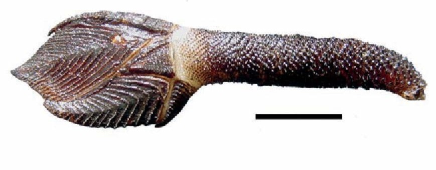 Deep-Sea Barnacle Genomics. Because, #DarwinDay | Deep Sea News