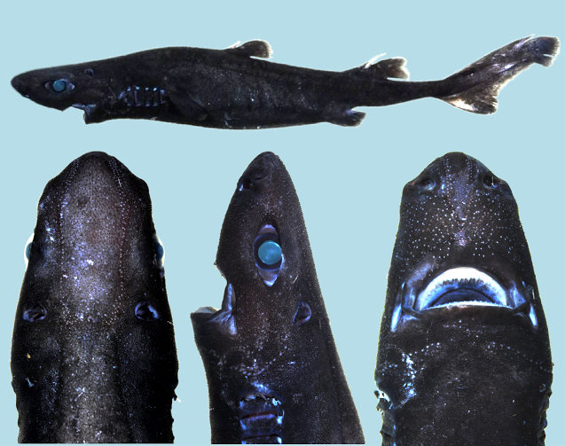 Meet the New Sharks of 2015 | Deep Sea News