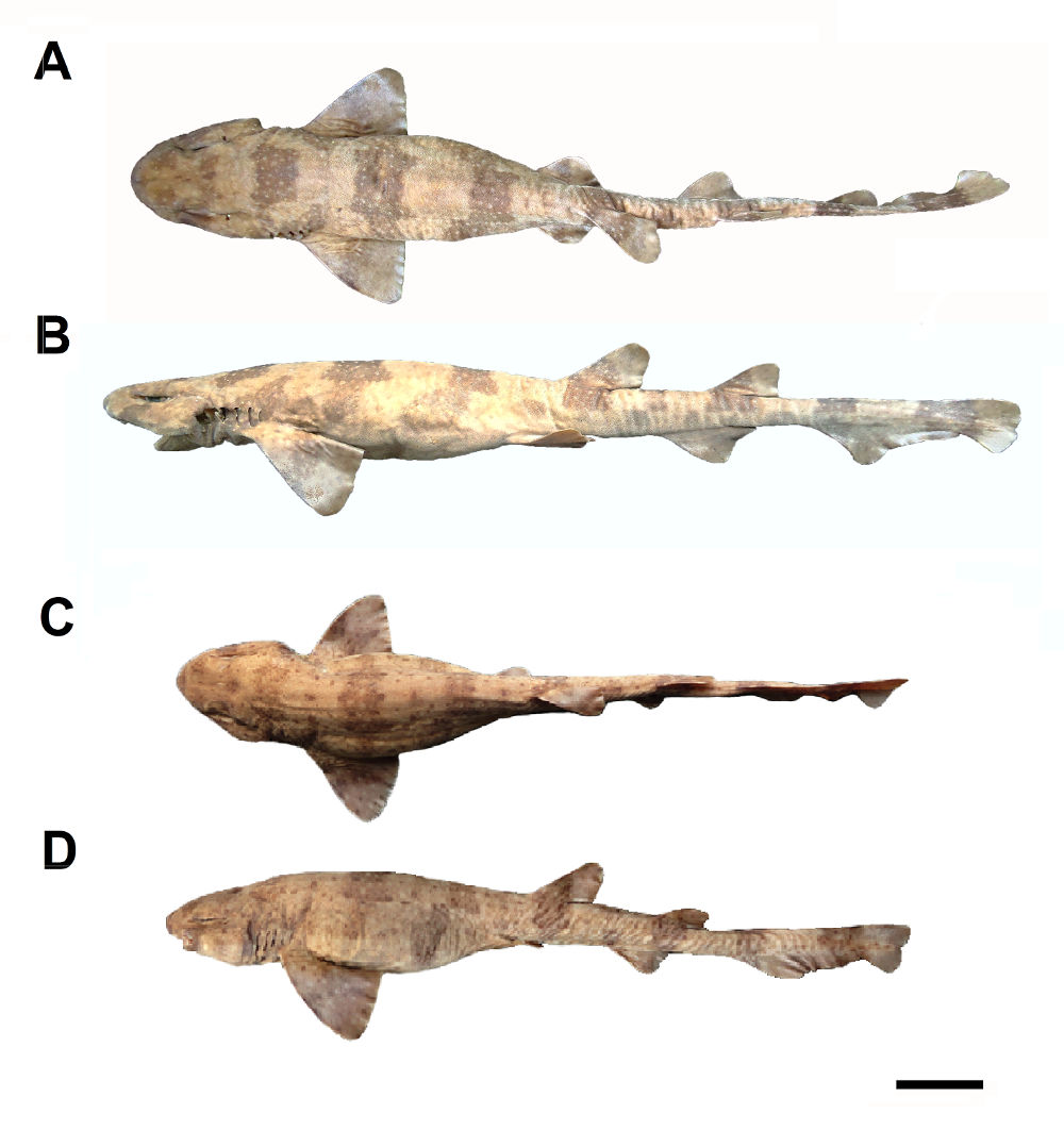 Meet the New Sharks of 2015 | Deep Sea News