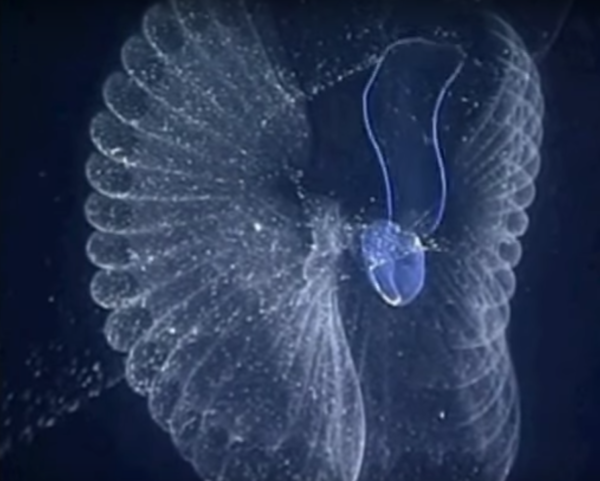 A 100-year-old mystery blob solved | Deep Sea News