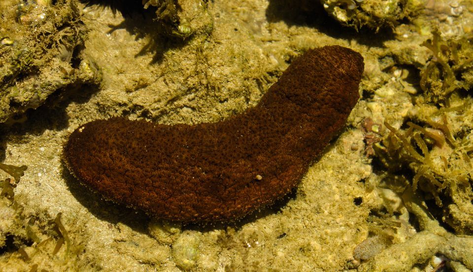 A New Year, A Look Back | Deep Sea News