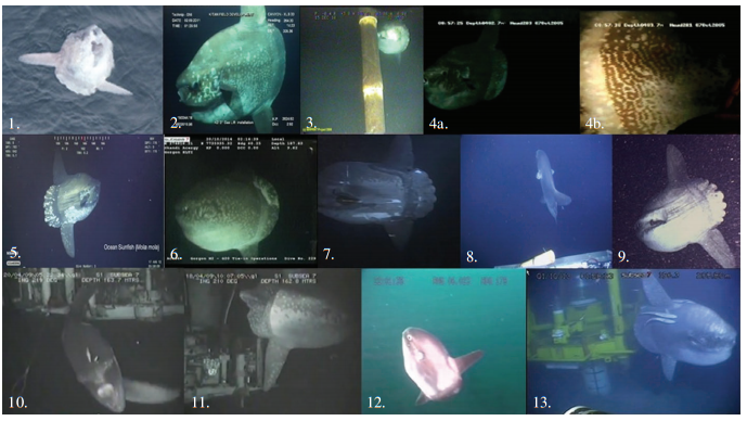 Trolling in the deep: from raging rants to support of the strange ...