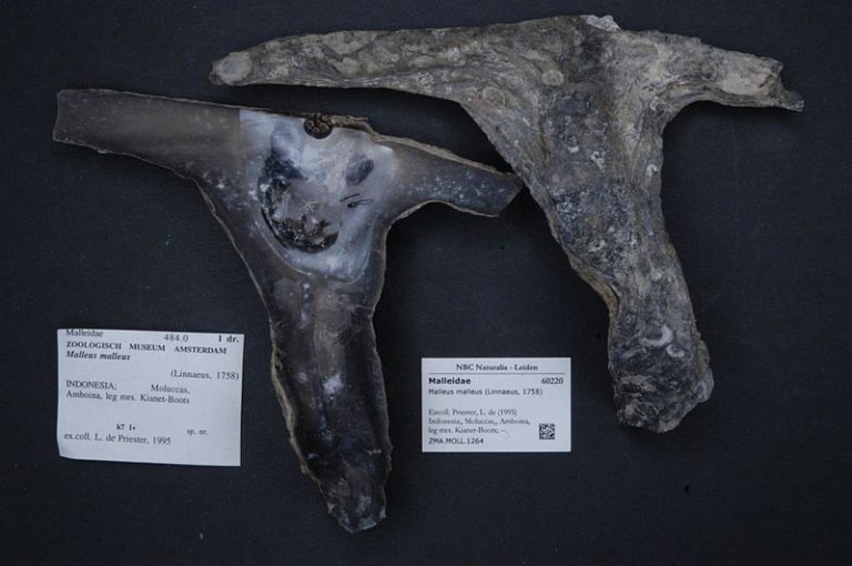 Bring the hammer. | Deep Sea News