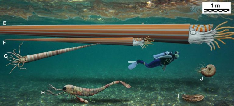 How the Squid Lost Its Shell | Deep Sea News