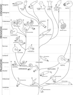 How the Squid Lost Its Shell | Deep Sea News