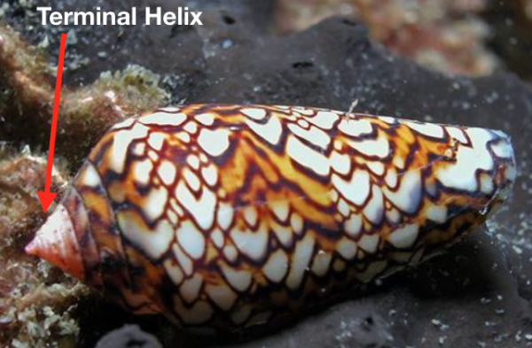 How David Cassidy Introduced A Hawaiian Shell To The World | Deep Sea News