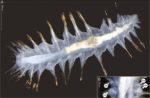 A Worm (and Nerdy) Conquest of the Deep | Deep Sea News