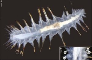 A Worm (and Nerdy) Conquest of the Deep | Deep Sea News