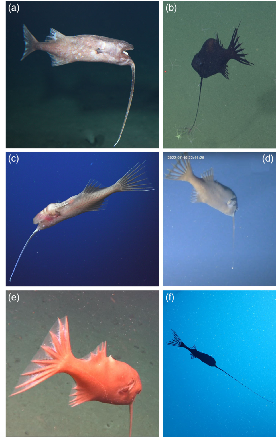 The Upside Down Feeding Fish of the Deep | Deep Sea News