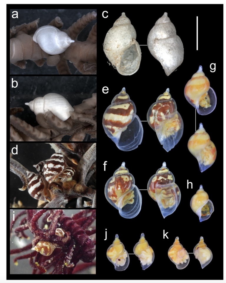Parasites in Paradise: The Strange Case of Underwater Hitchhiking ...