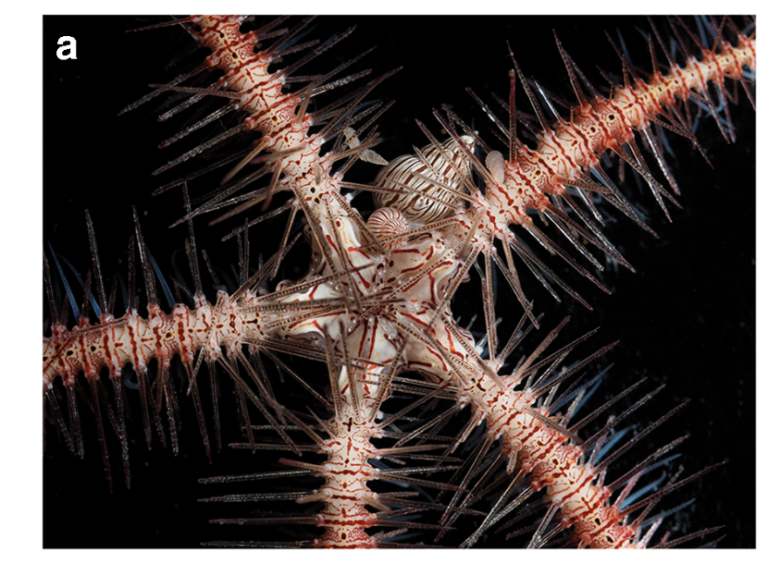Parasites in Paradise: The Strange Case of Underwater Hitchhiking ...