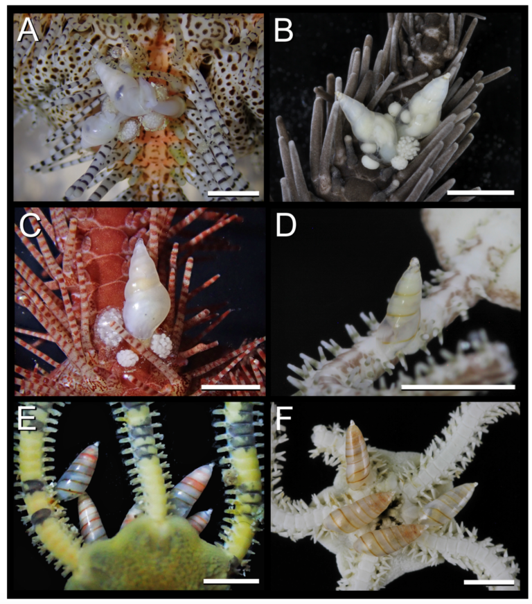 Parasites in Paradise: The Strange Case of Underwater Hitchhiking ...