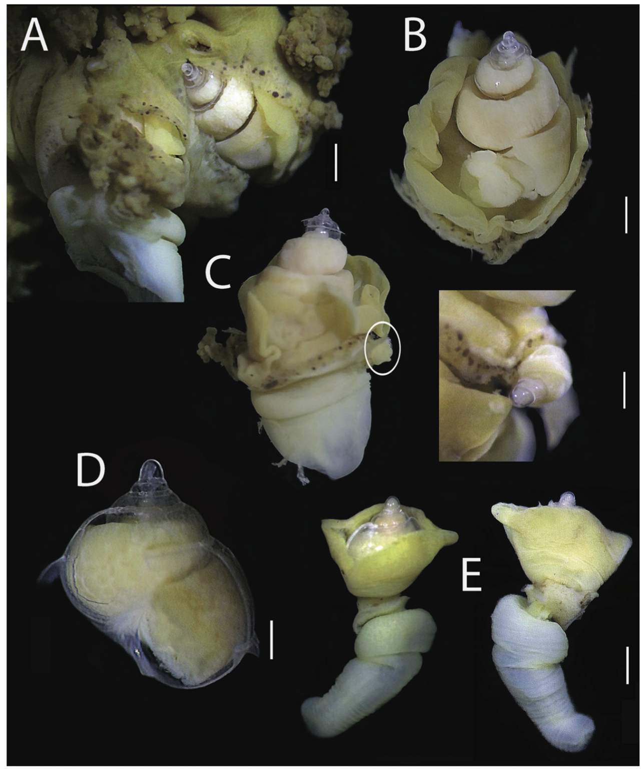 Parasites in Paradise: The Strange Case of Underwater Hitchhiking ...