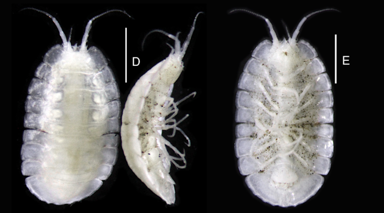 A New Deep-Sea Family of Roly Polies | Deep Sea News