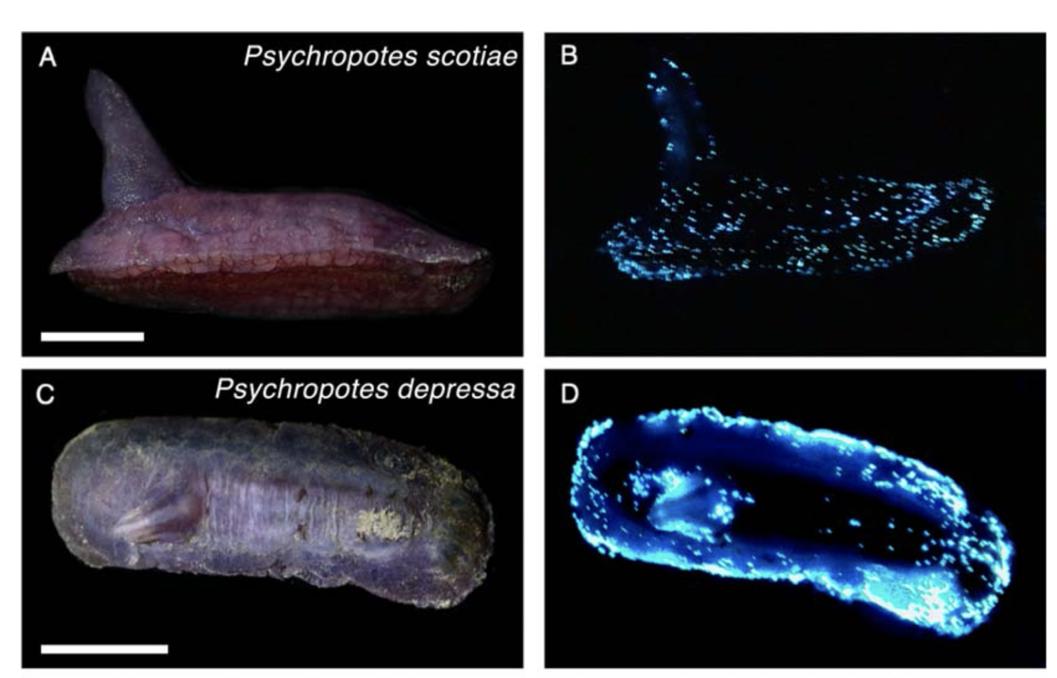 Holy Glowing Sea Cucumbers! | Deep Sea News