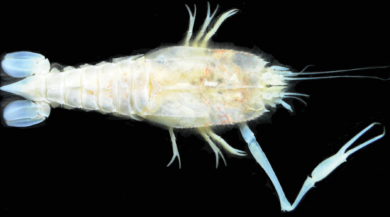 The Many Clawed, Blind Lobsters of the Deep | Deep Sea News