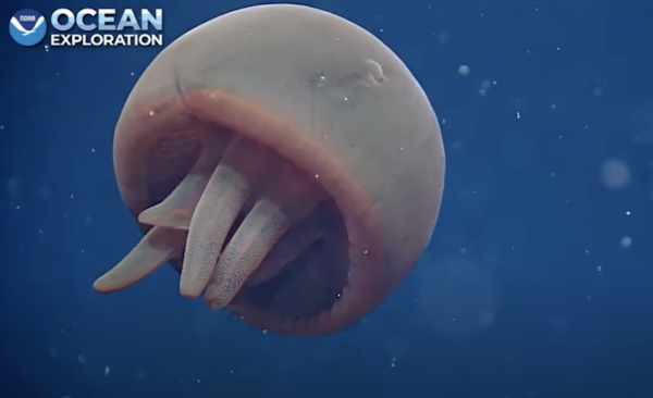 Big Red | Deep Sea News