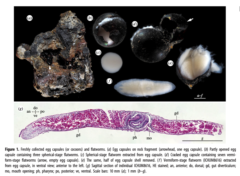 Flatworm cocoons in the abyss | Deep Sea News